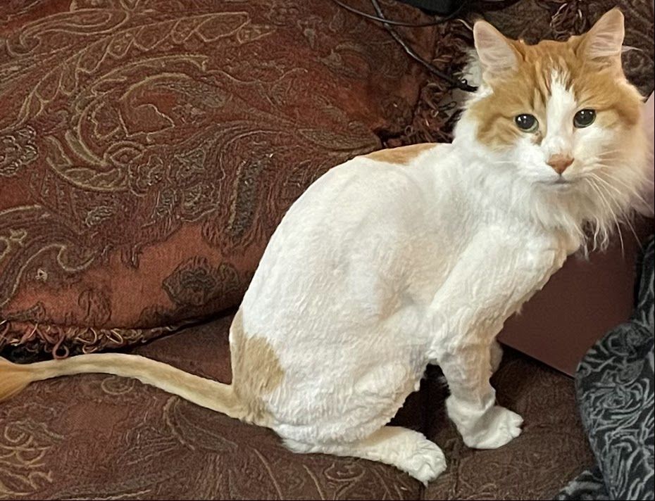 @3coolkatz.bsky.social on Bluesky